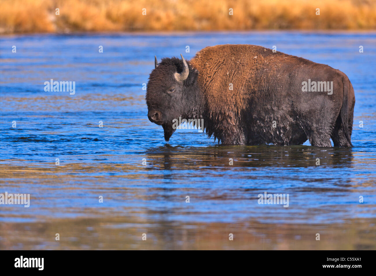 American bison (Bison bison) in water, Yellowstone National Park ...