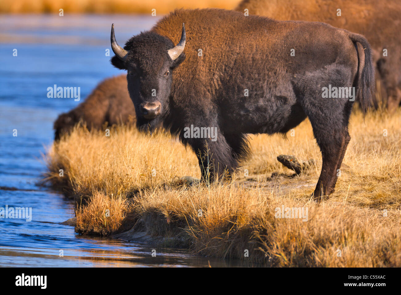 American bison (Bison bison) in water, Yellowstone National Park ...