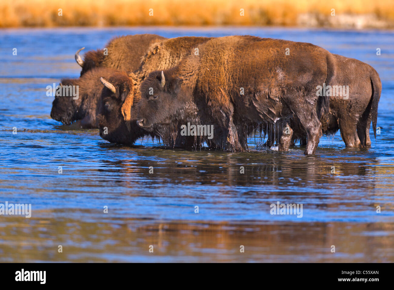 American bison (Bison bison) in water, Yellowstone National Park ...