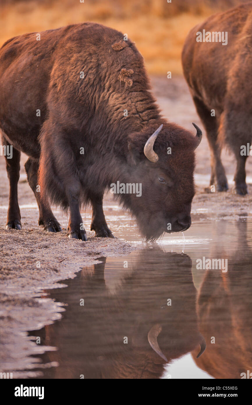 American bison (Bison bison) drinking water in a pond, Hayden Valley ...