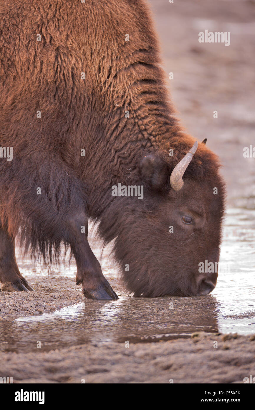 American bison (Bison bison) drinking water in a pond, Hayden Valley ...