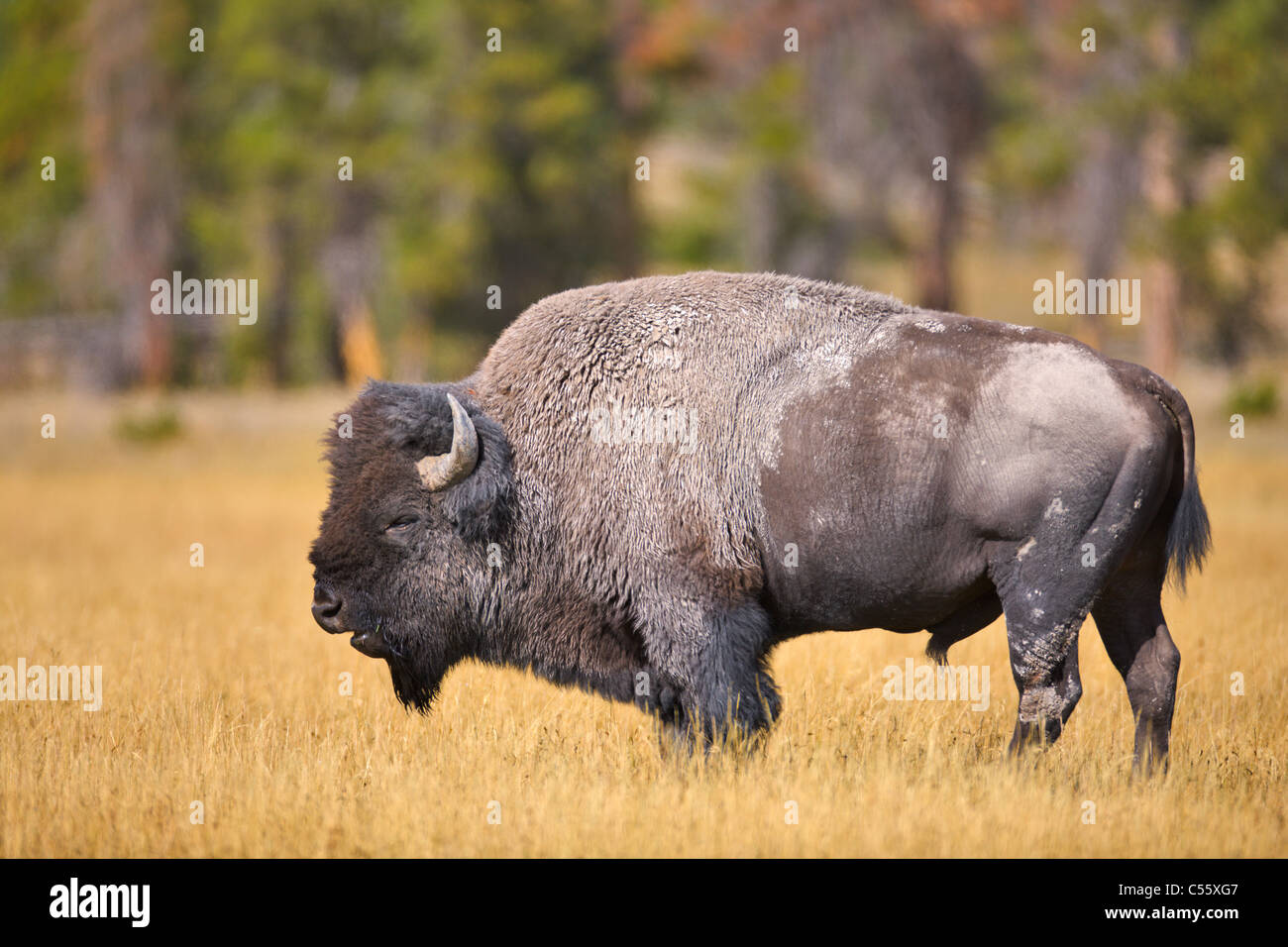 American bison (Bison bison) in a field, Yellowstone National Park ...