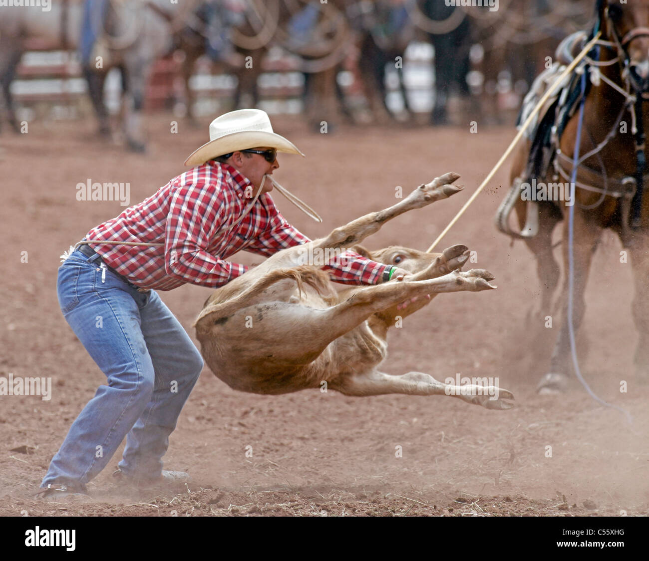 Competitor in the calf roping event at the Annual Indian Rodeo held in ...
