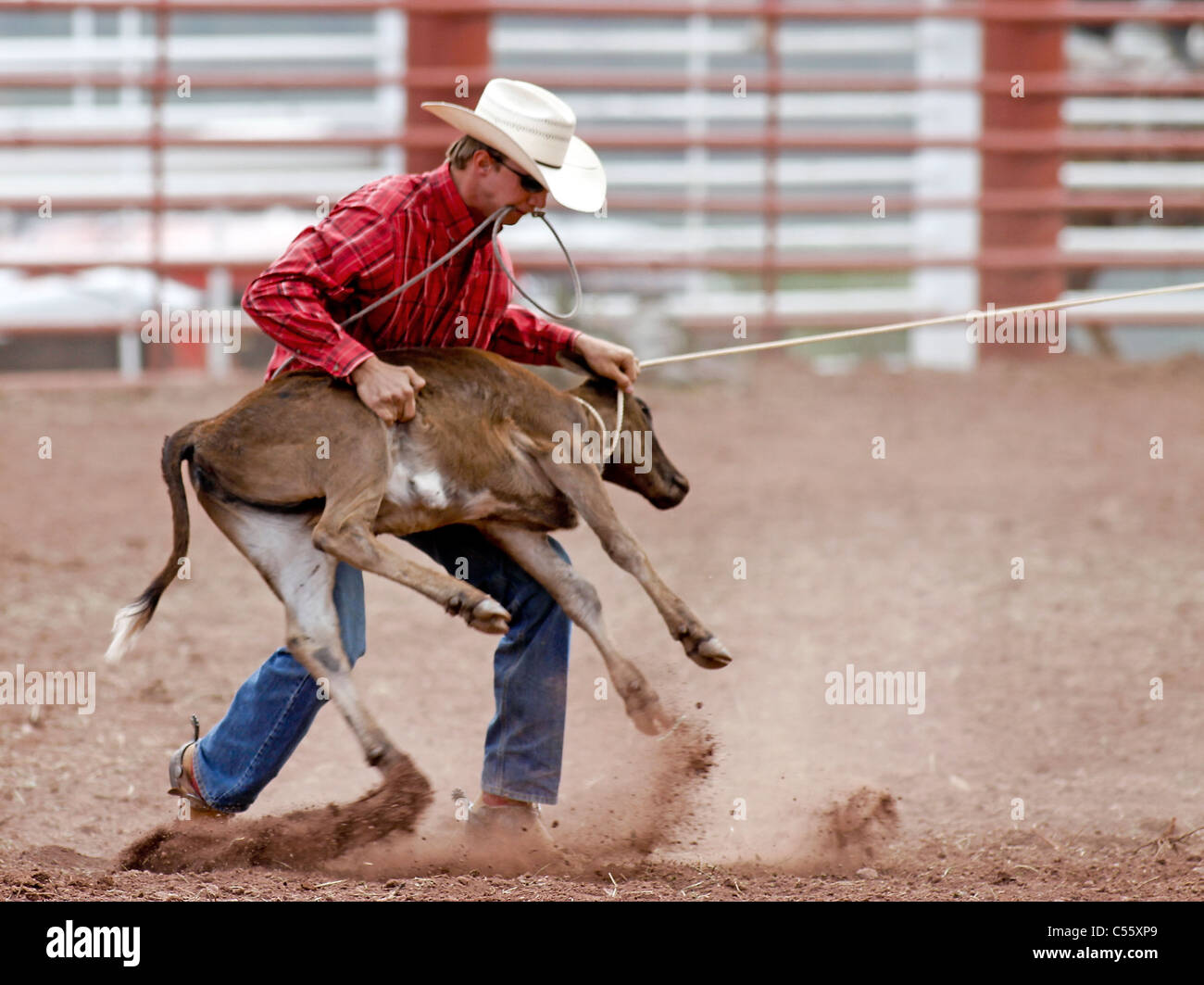 Competitor in the calf roping event at the Annual Indian Rodeo held in ...