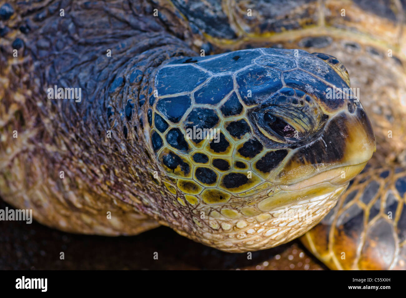 Skin of a turtle hi-res stock photography and images - Alamy