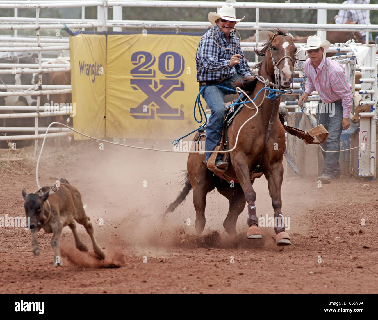 Competitor in the calf roping event at the Annual Indian Rodeo held in ...