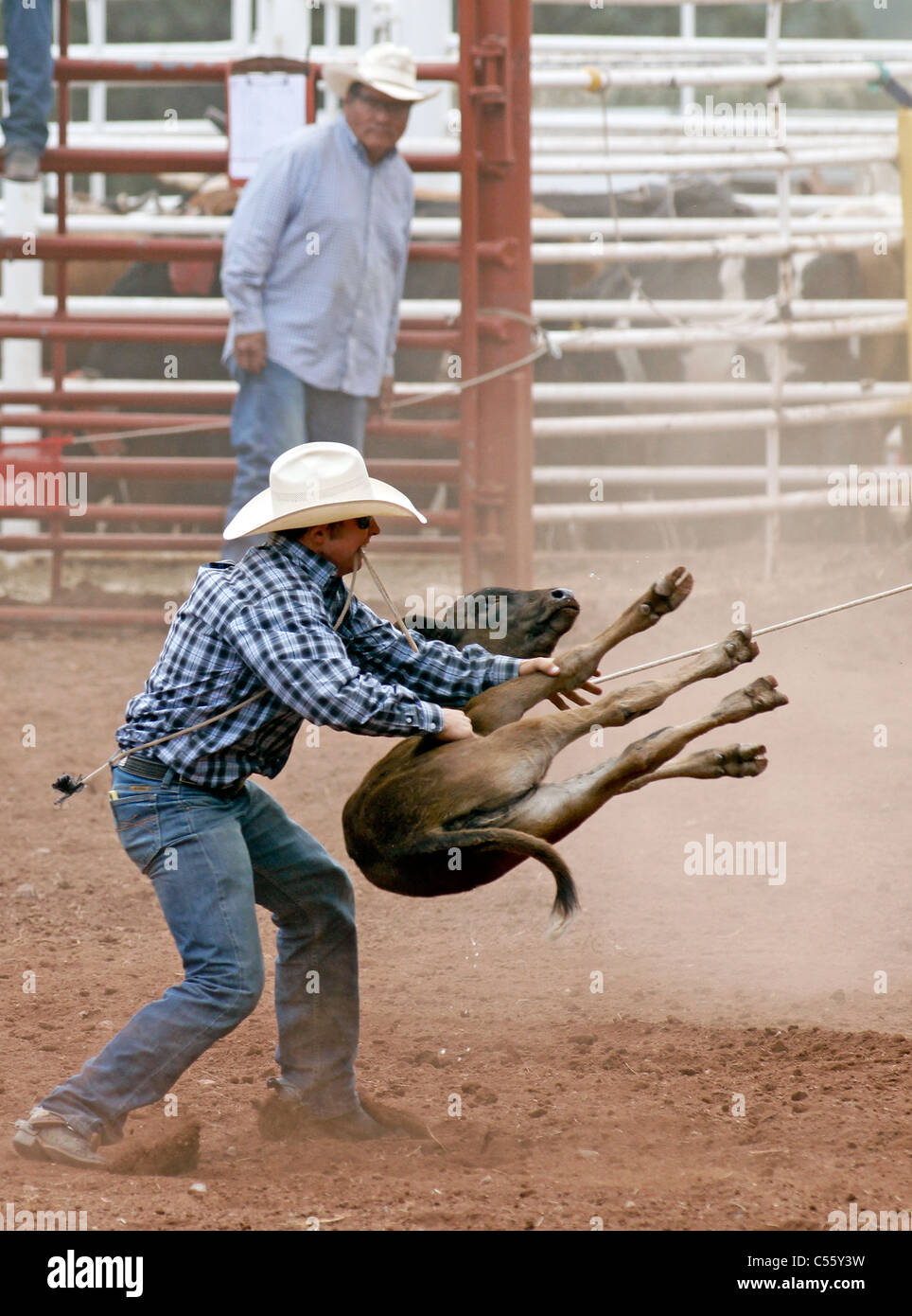 Cowboy roping calf in rodeo hi-res stock photography and images - Alamy