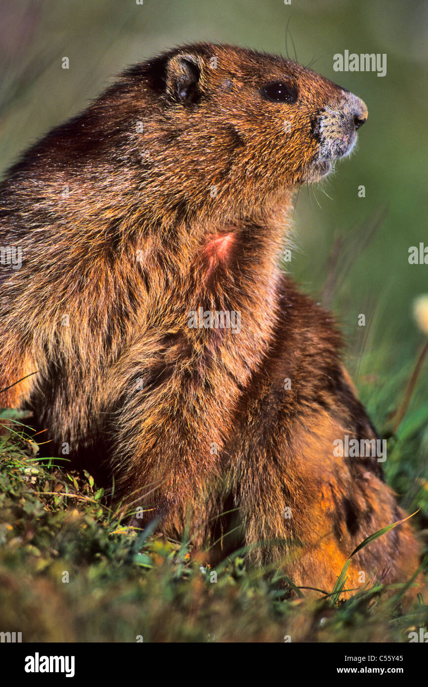 Olympic marmot (Marmota Olympus) in grass, Olympic National Park ...