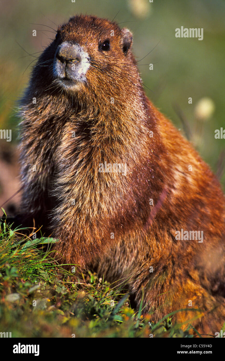 Olympic marmot (Marmota Olympus) in grass, Olympic National Park ...