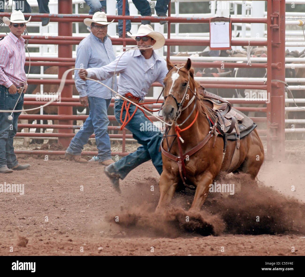 Competitor in the calf roping event at the Annual Indian Rodeo held in ...
