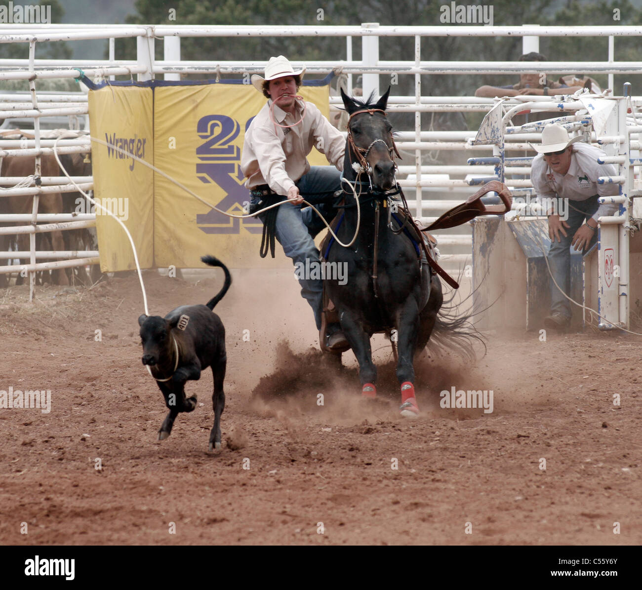 Competitor in the calf roping event at the Annual Indian Rodeo held in ...