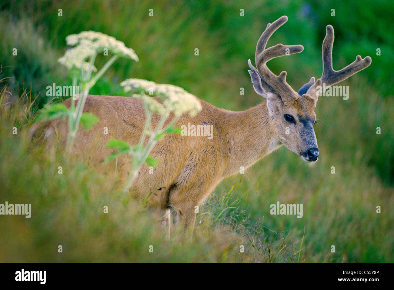 Mule deer (Odocoileus hemionus) in a field, Olympic National Park ...