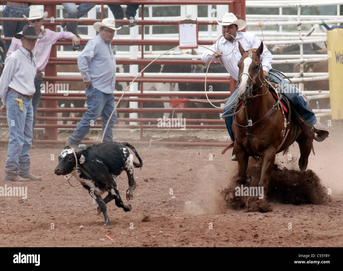 Competitor in the calf roping event at the Annual Indian Rodeo held in ...