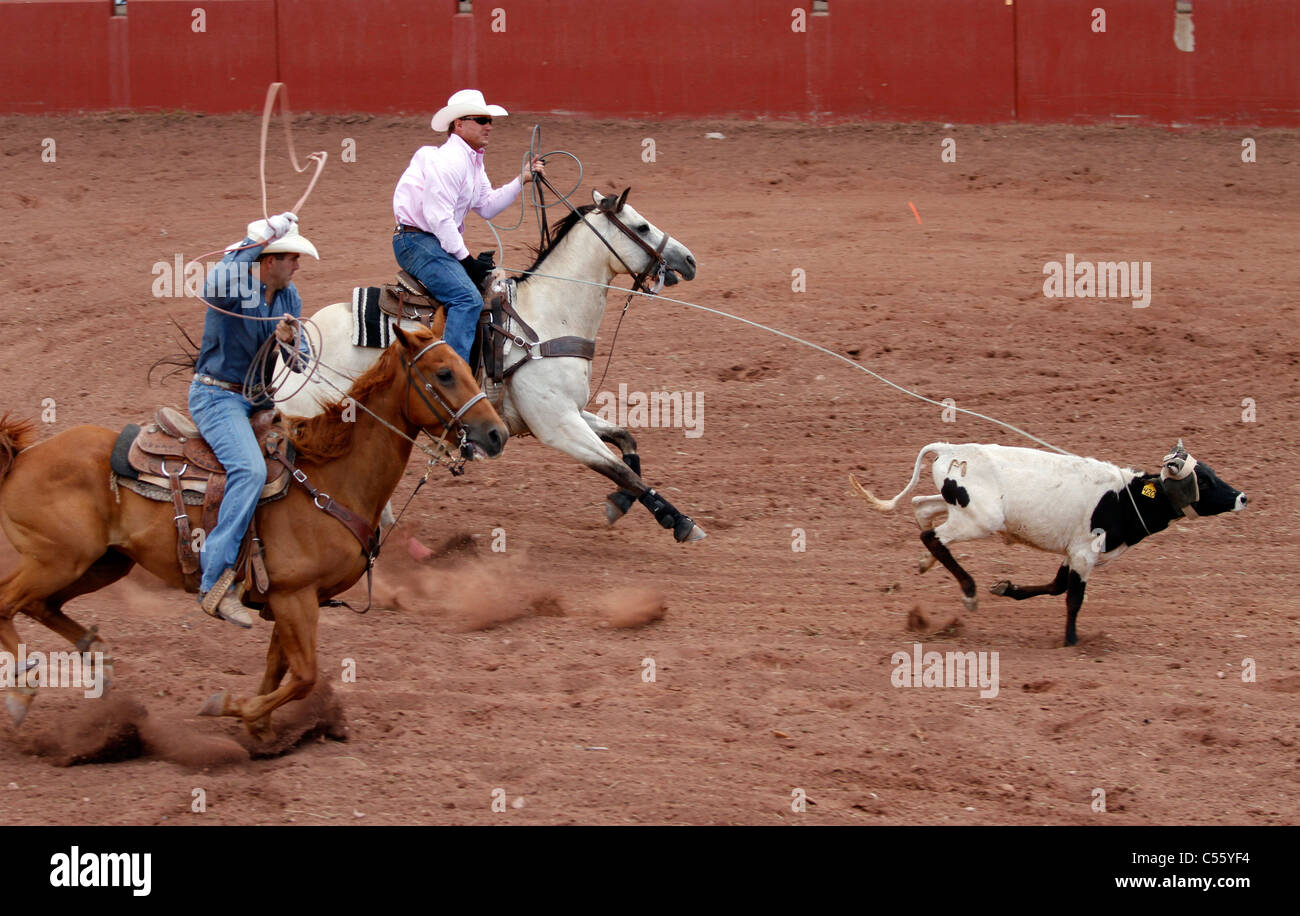 Team roping cowboys men horses hi-res stock photography and images - Alamy