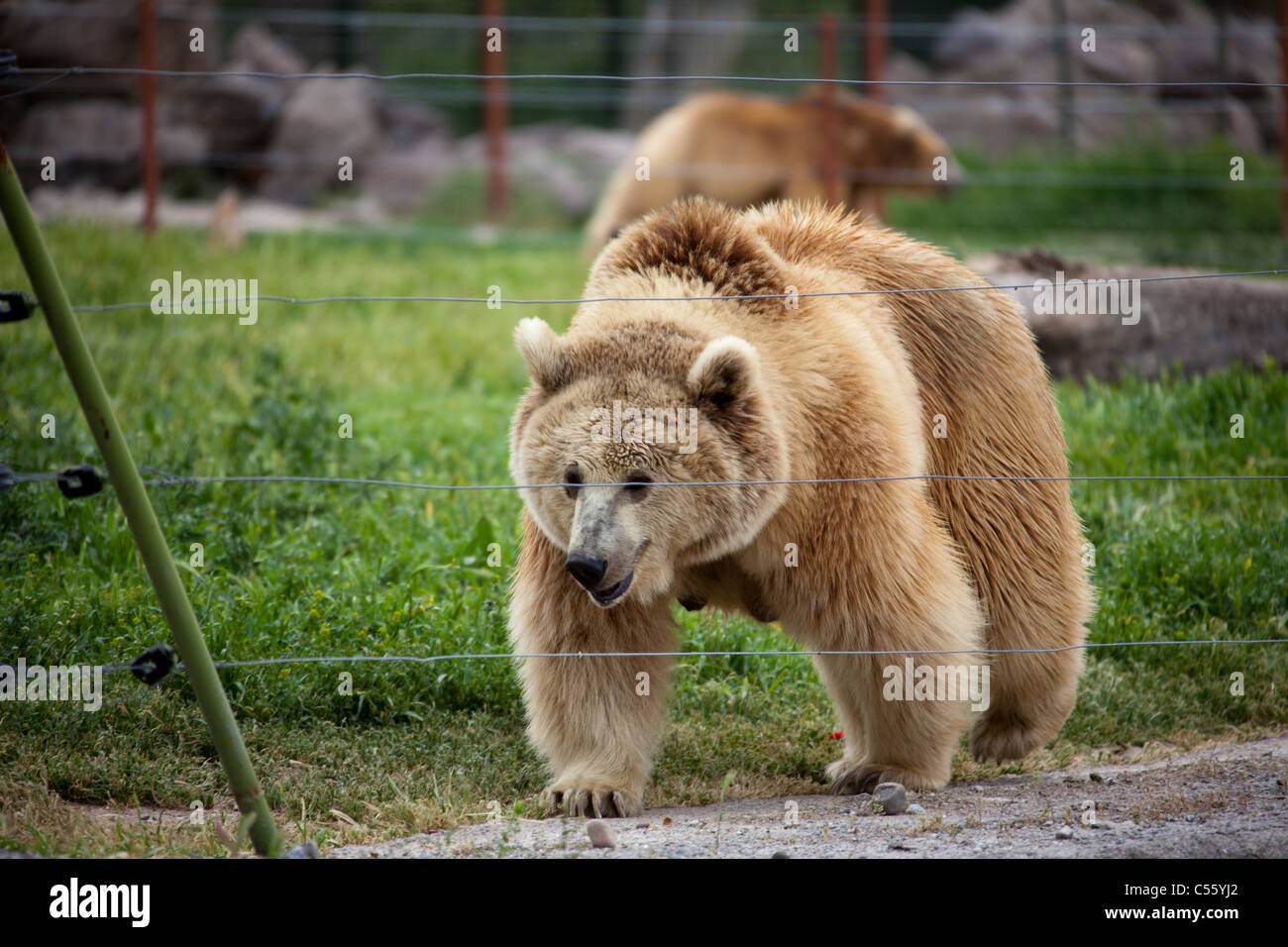 Bear in a Zoo Stock Photo - Alamy