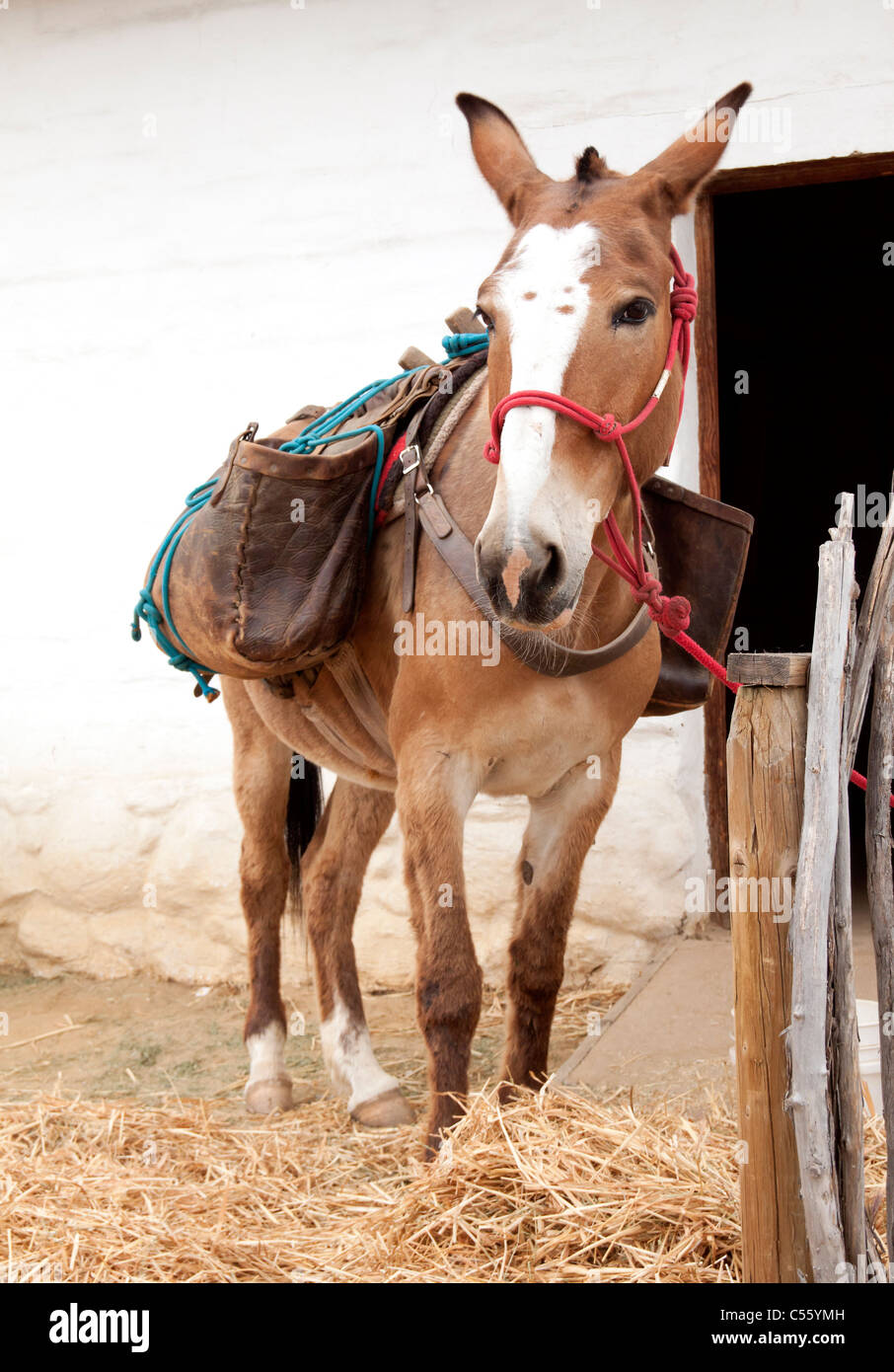 Saddle mule hi-res stock photography and images - Alamy