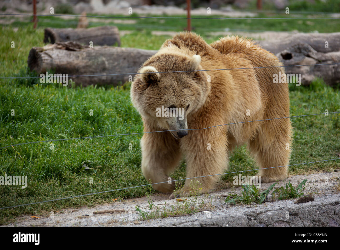 Bear in a Zoo Stock Photo - Alamy