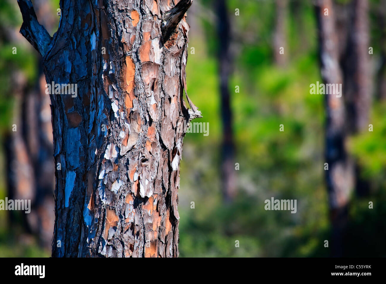 Close-up of a Pine tree bark, St. George Island State Park, Florida ...