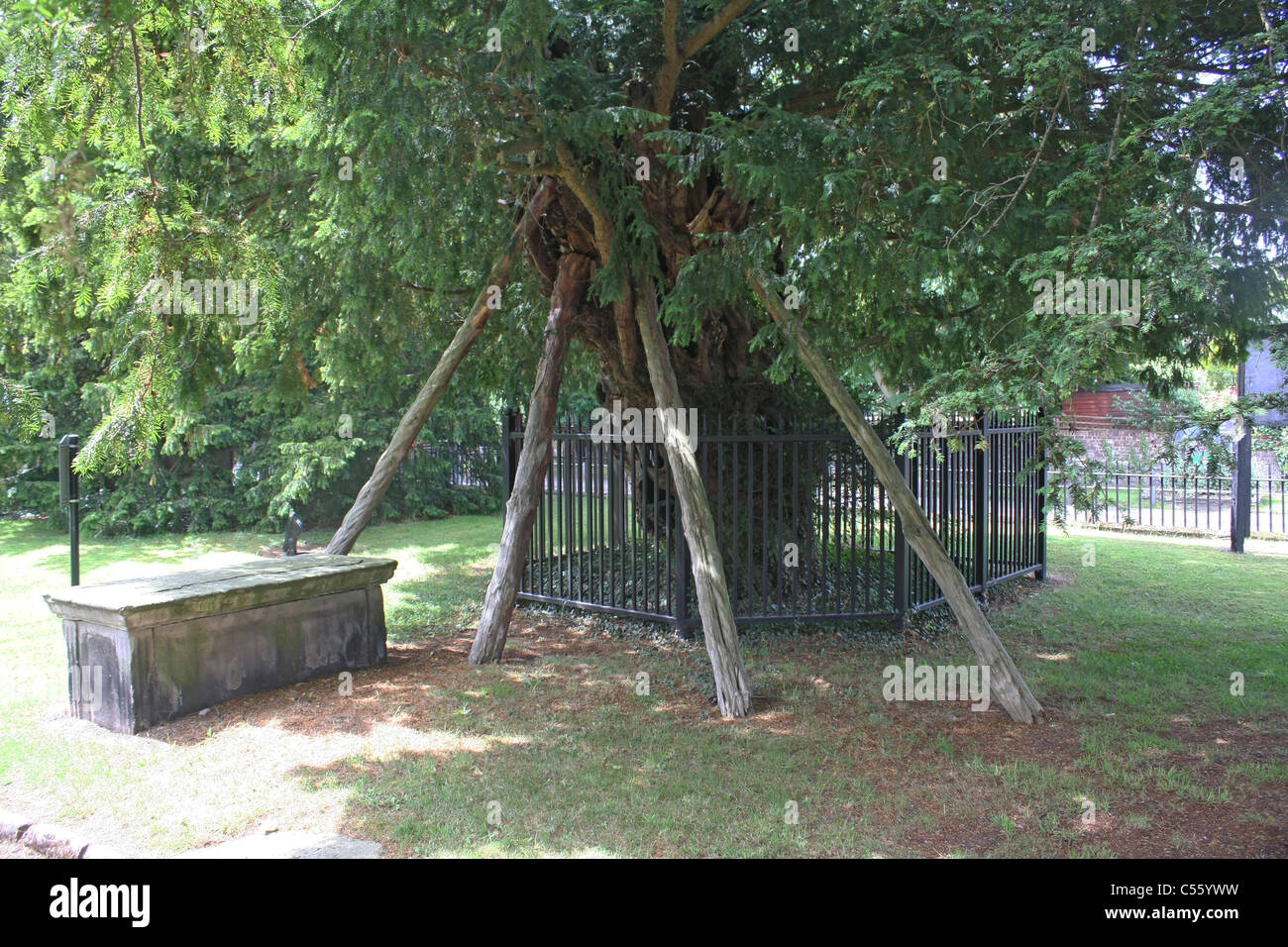 Old yew tree at St Mary's Church, Overton, North East Wales Stock Photo ...