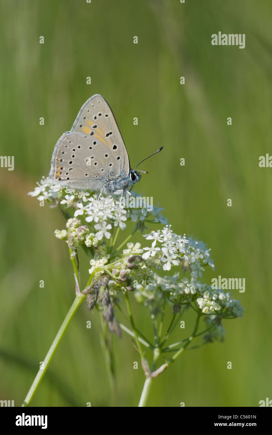 The Purple-edged Copper (Lycaena hippothoe) male Stock Photo - Alamy