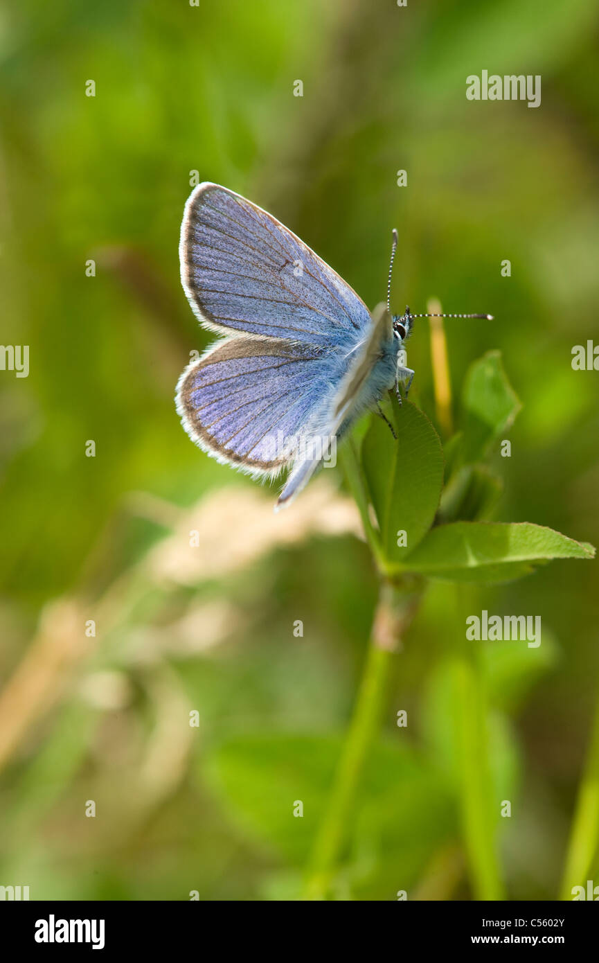 The Mazarine Blue (Polyommatus semiargus or Cyaniris semiargus Stock ...