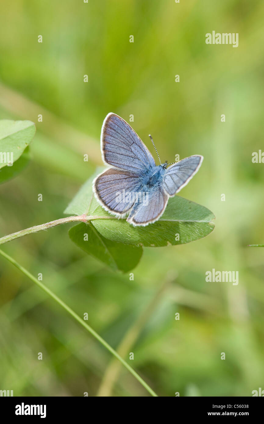 The Mazarine Blue (Polyommatus semiargus or Cyaniris semiargus Stock ...