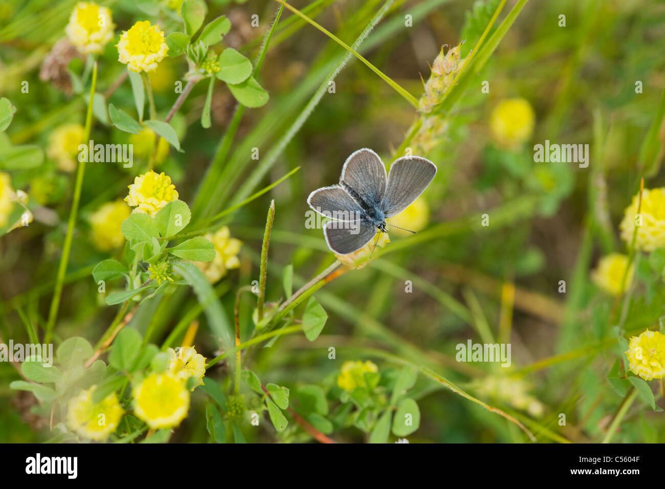 Small blue butterfly hi-res stock photography and images - Alamy