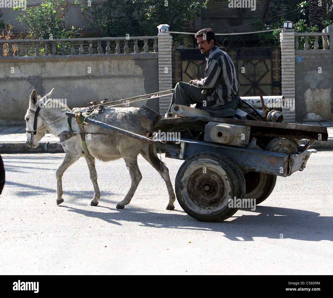 Young man traveling by donkey and cart, Iraq, Middle East Stock Photo ...