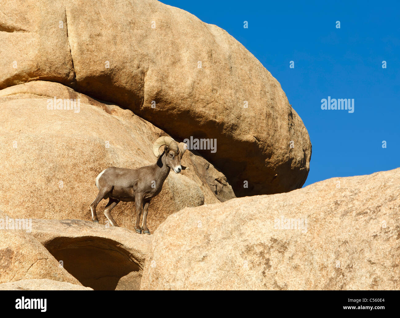 Sheep on rocks hi-res stock photography and images - Alamy