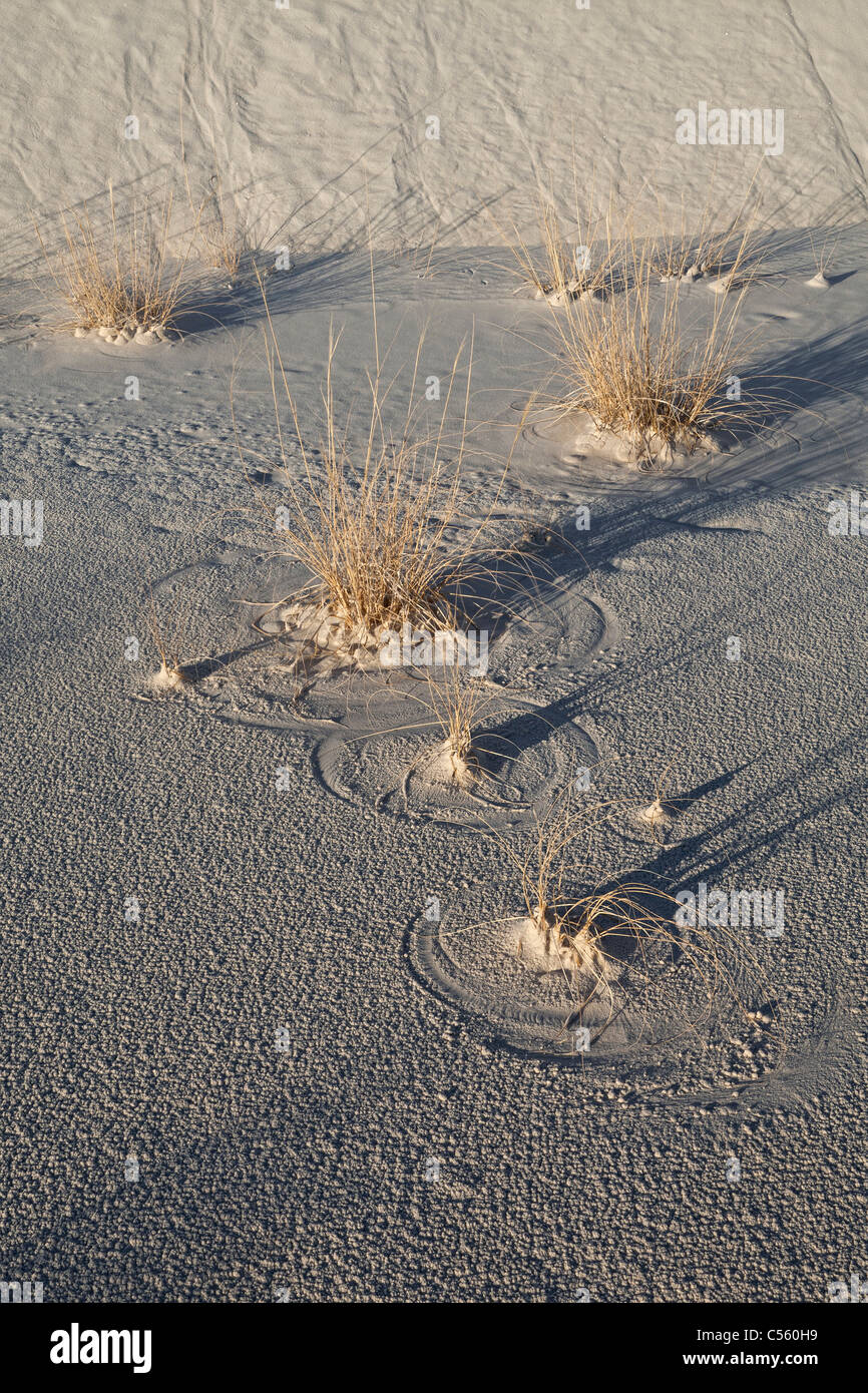 Wind whipped hi-res stock photography and images - Alamy