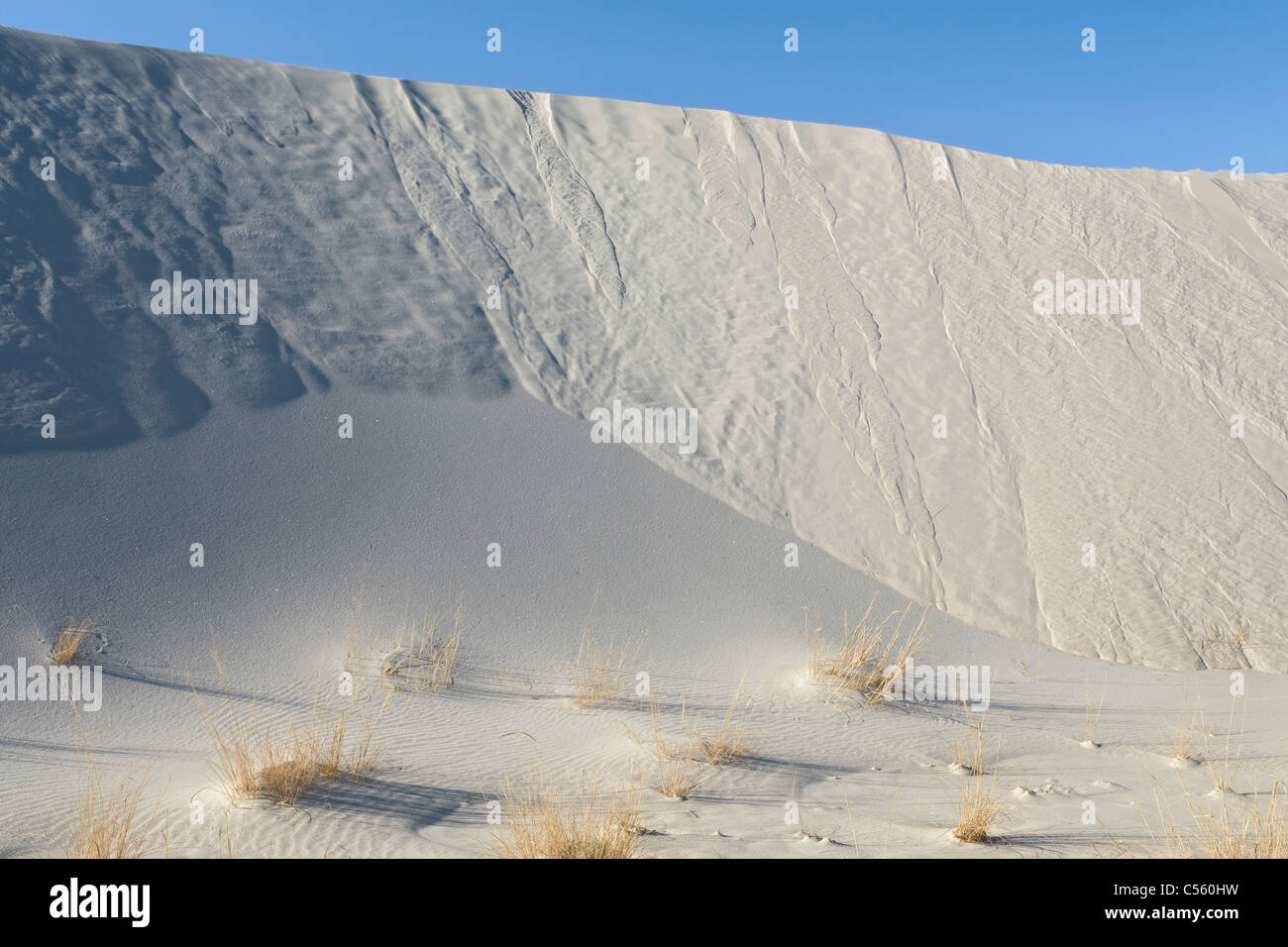 Grass growing in the sand dune, White Sands National Monument, New ...