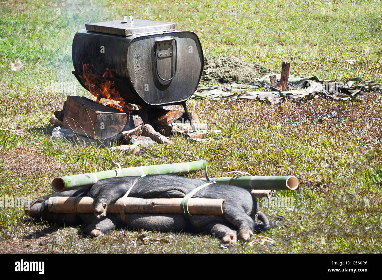 Traditional funeral ceremony with animal sacrifice in Indonesia Tana ...