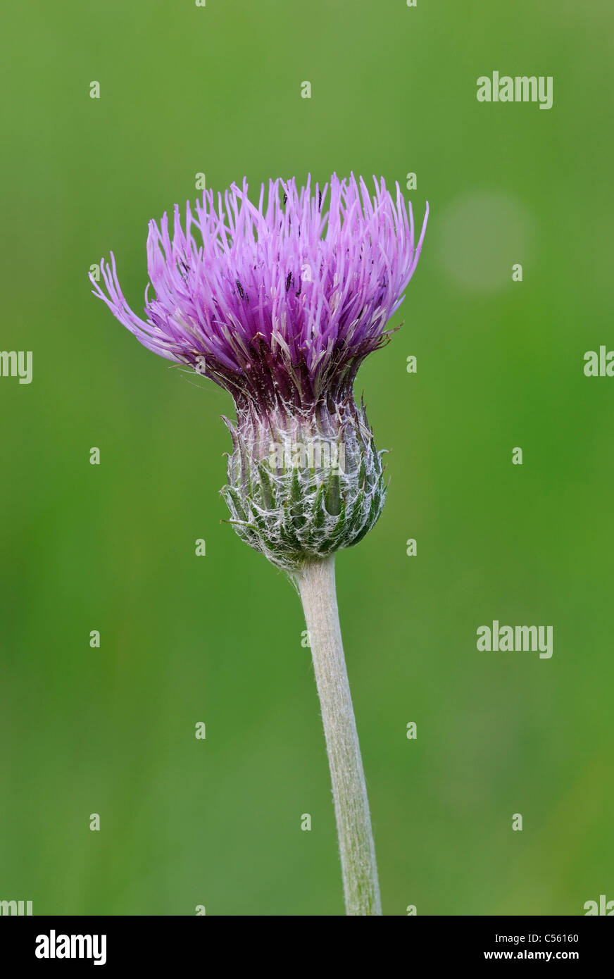 Cirsium dissectum hi-res stock photography and images - Alamy