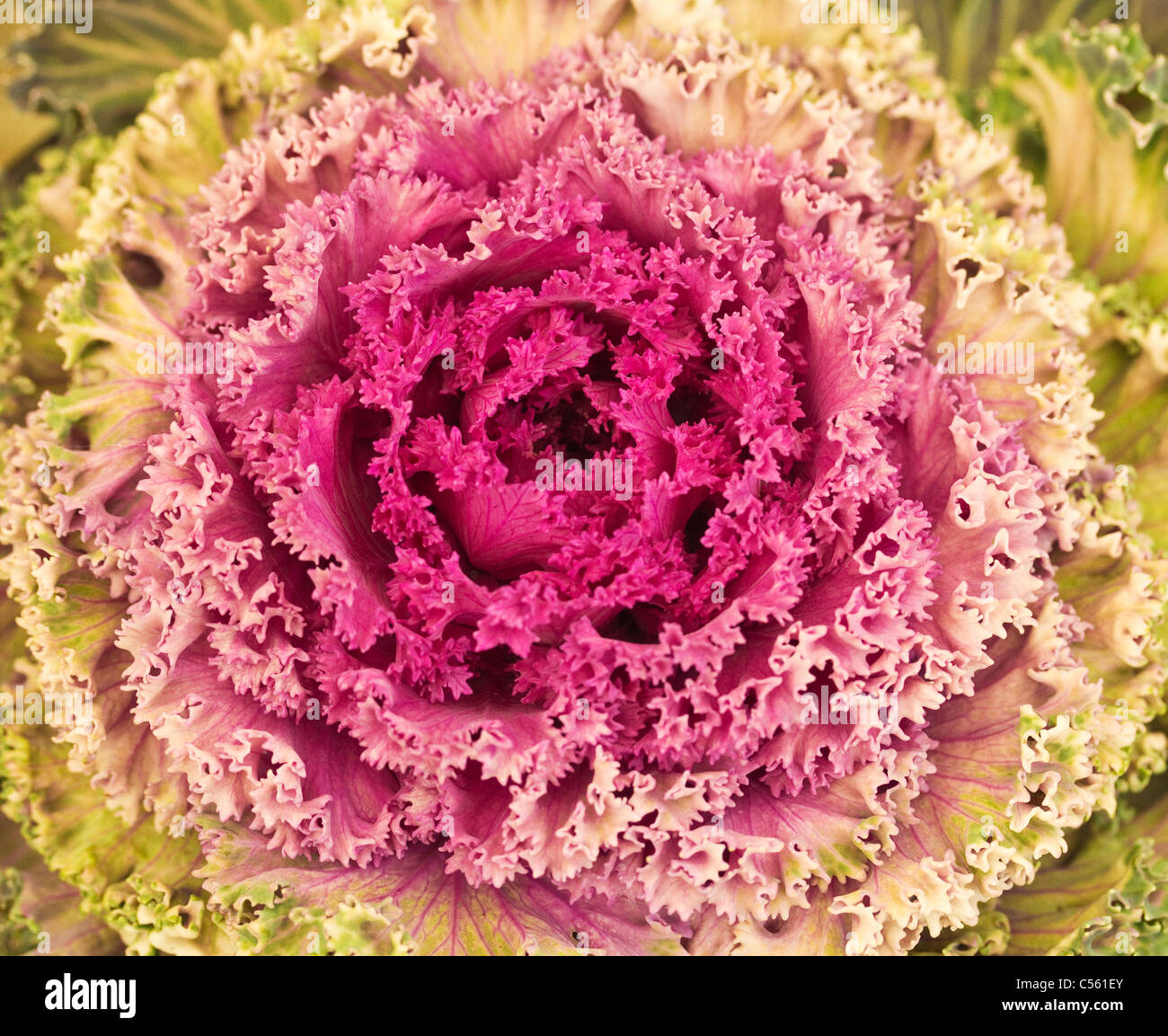 Close-up of a Kale flower Stock Photo - Alamy