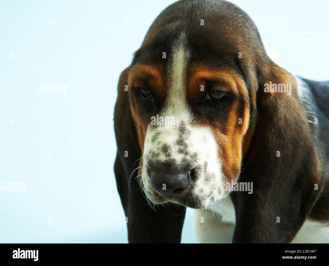 Close-up of basset hound face, studio shot Stock Photo - Alamy
