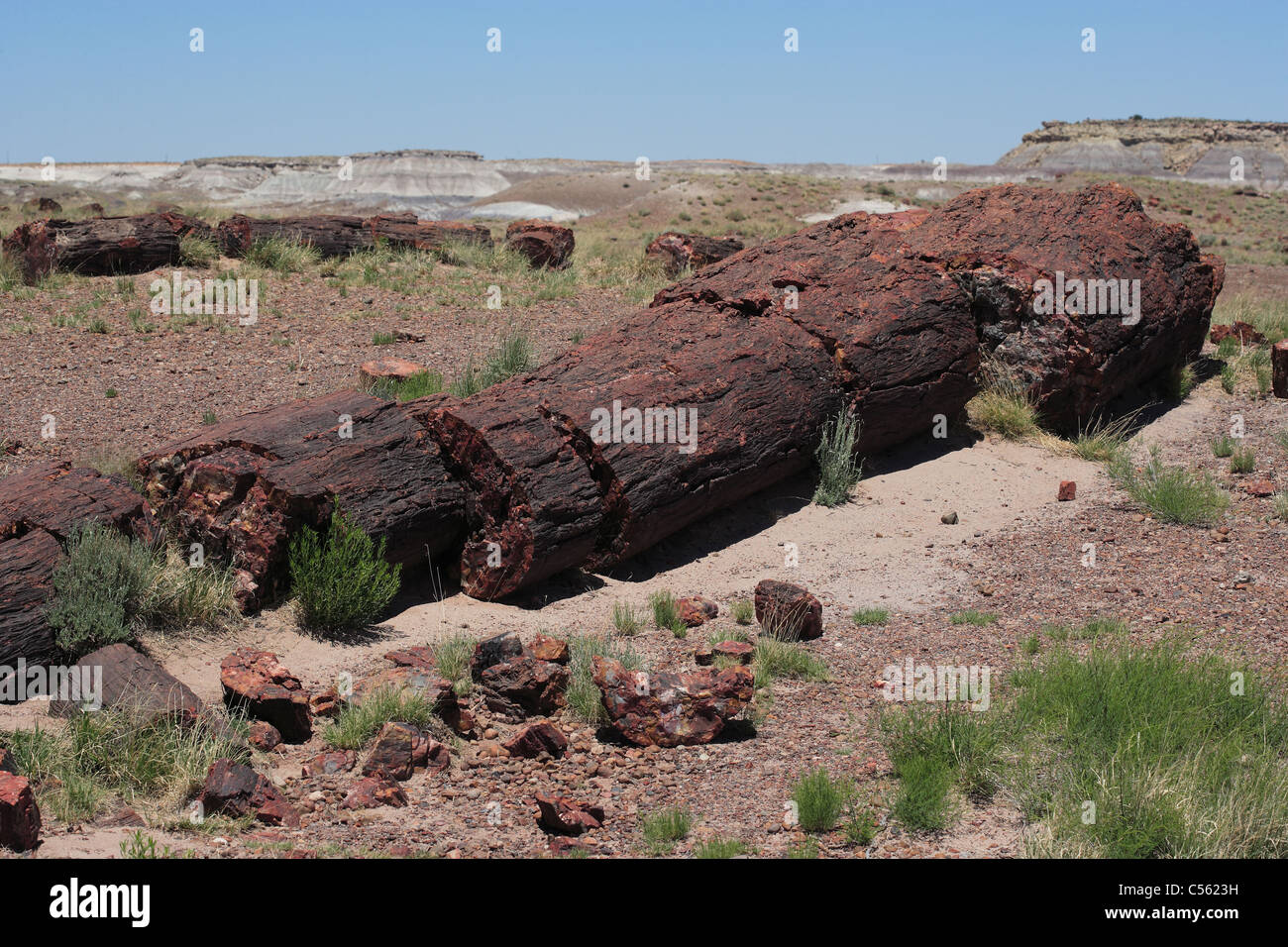 Petrified tree trunk hi-res stock photography and images - Alamy