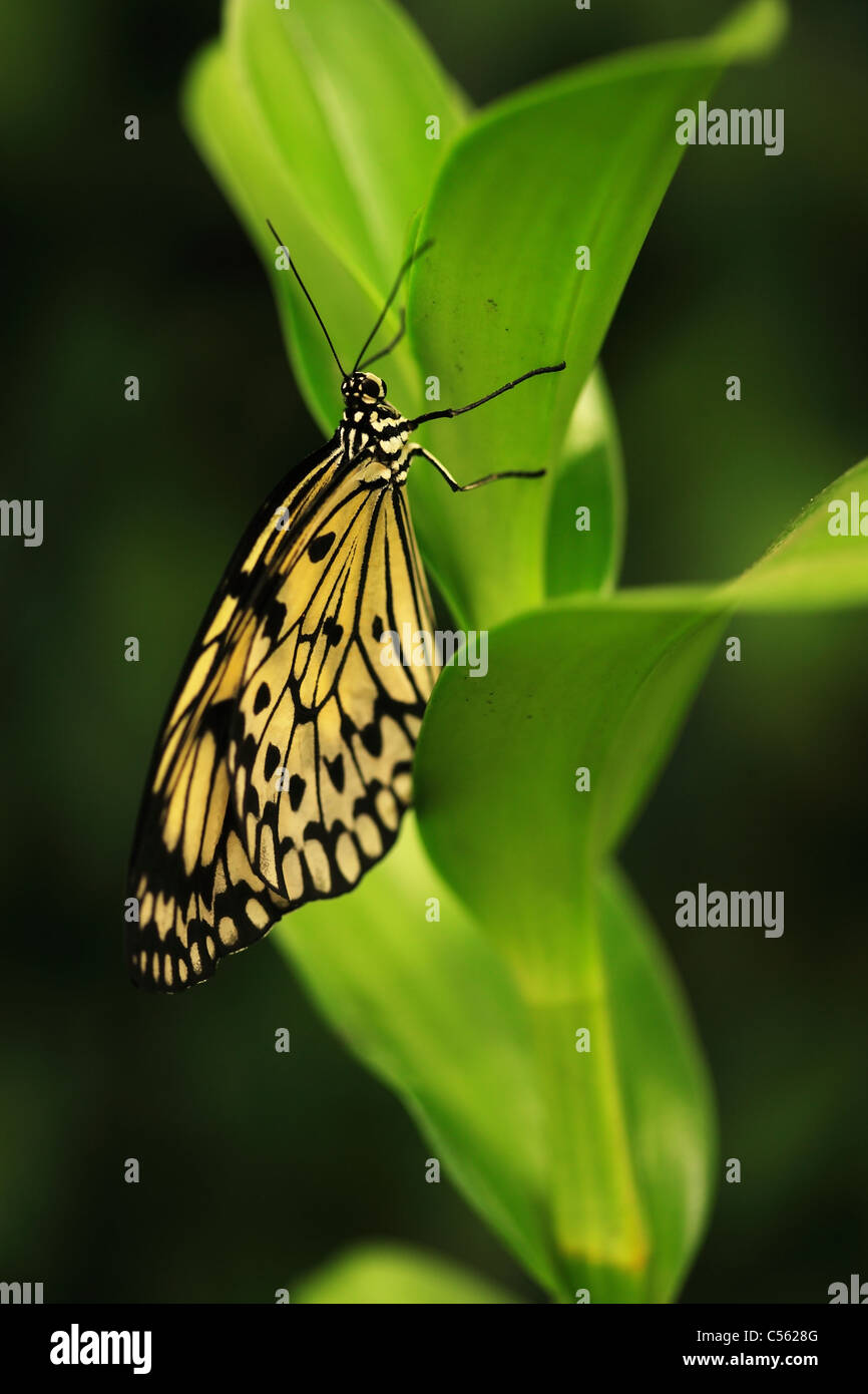 Butterfly legs close up hi-res stock photography and images - Alamy