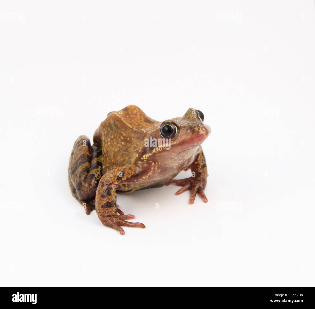 cutout Rana Temporia common frog UK specimen against a white background ...