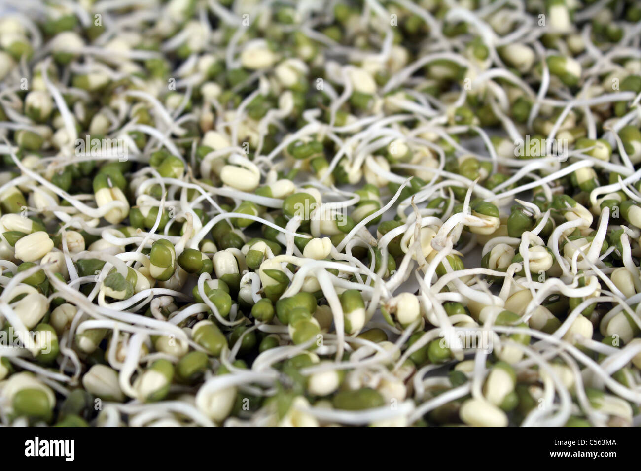 Sprouted green gram close up close-up Stock Photo - Alamy