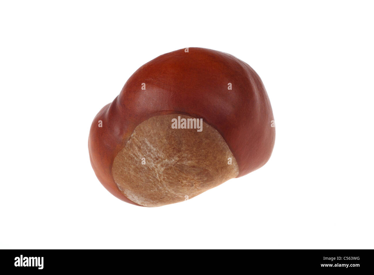 Chestnut skin Cut Out Stock Images & Pictures - Alamy