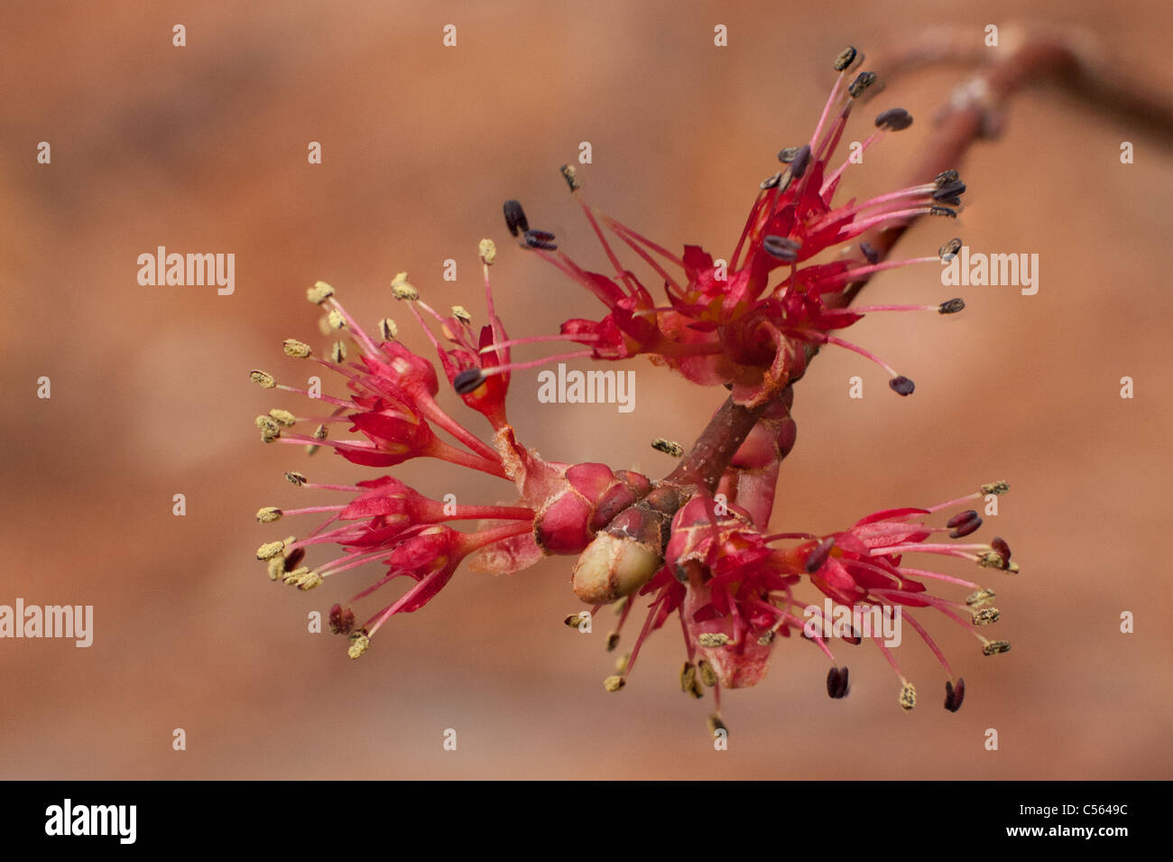 Causing sneezing hi-res stock photography and images - Alamy