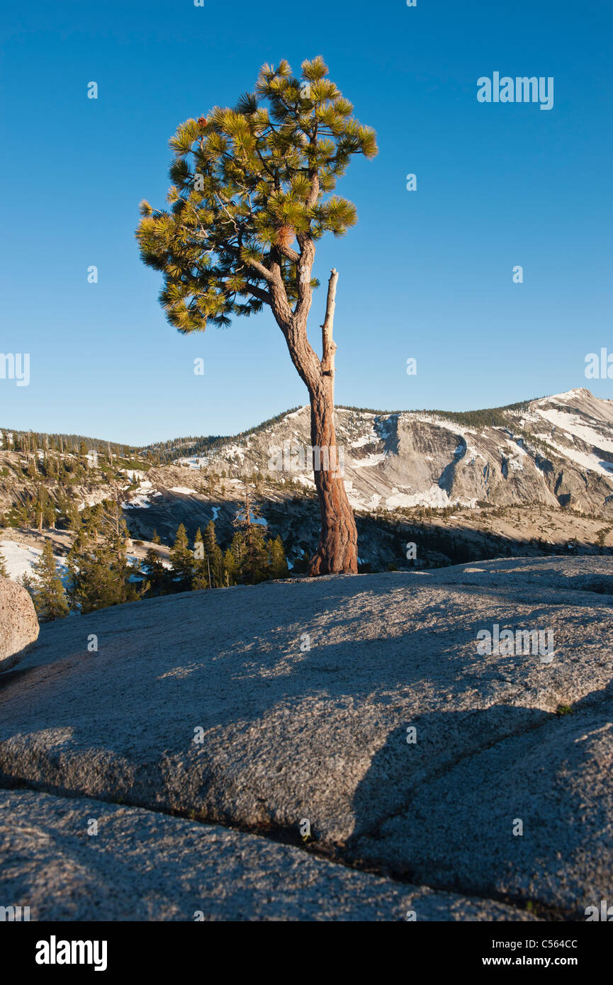 Lone tree at Olmsted Point lookout area, Yosemite national park ...