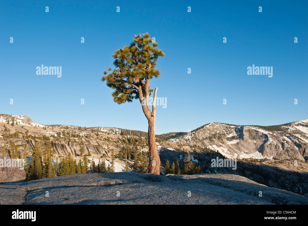 Lone tree at Olmsted Point lookout area, Yosemite national park ...