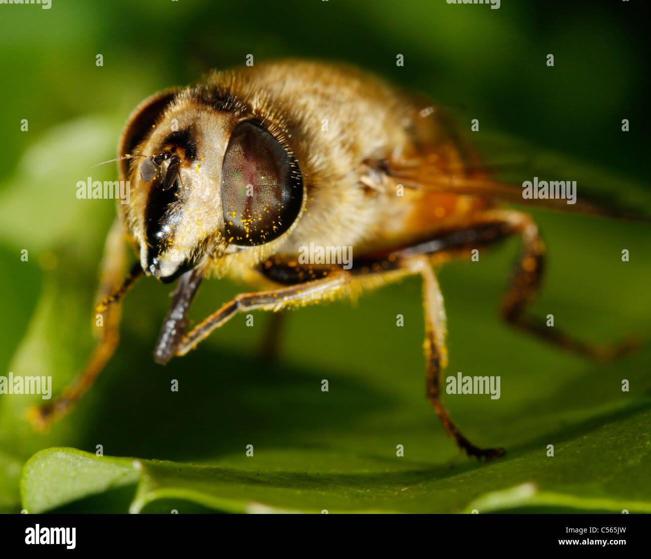 Bee Proboscis High Resolution Stock Photography and Images - Alamy
