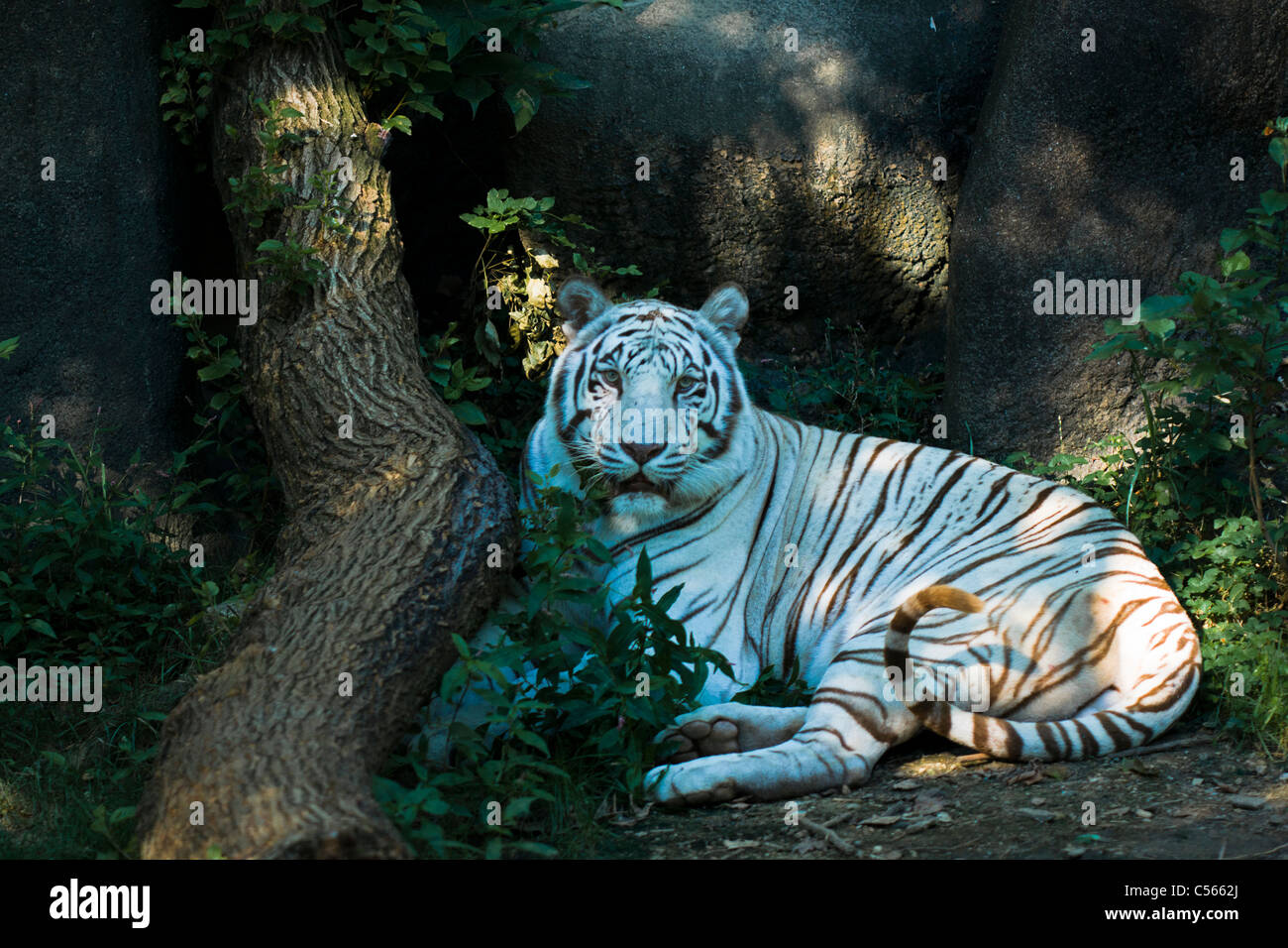 White siberian tiger hi-res stock photography and images - Alamy