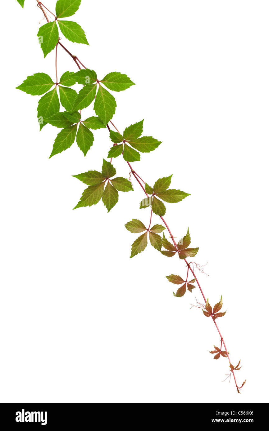 Vine foliage hi-res stock photography and images - Alamy