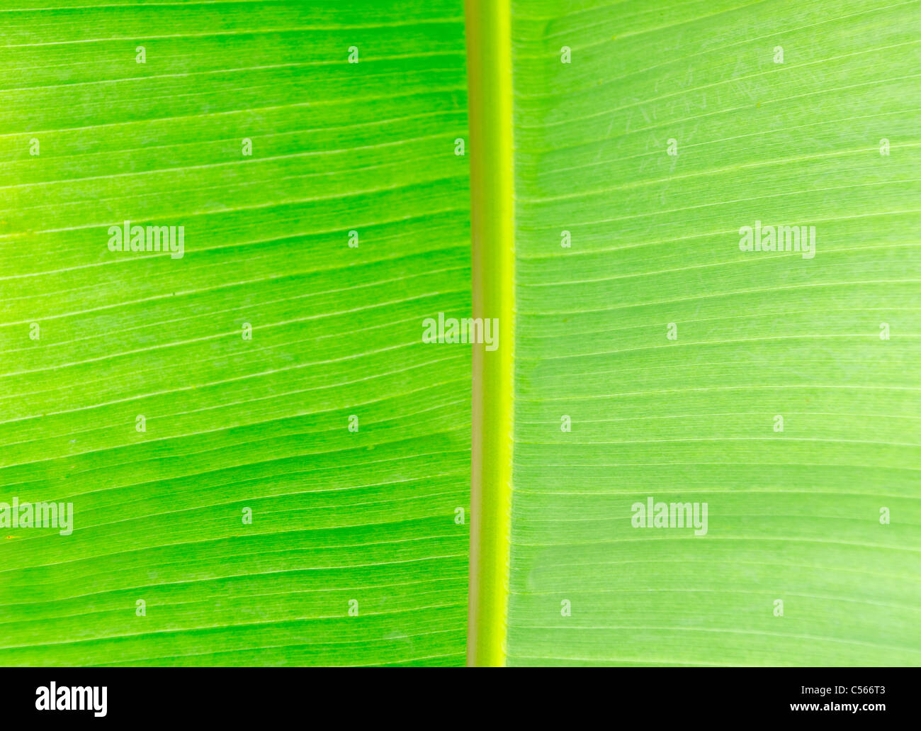 A large leaf as a background back lit making an ideal background for a ...