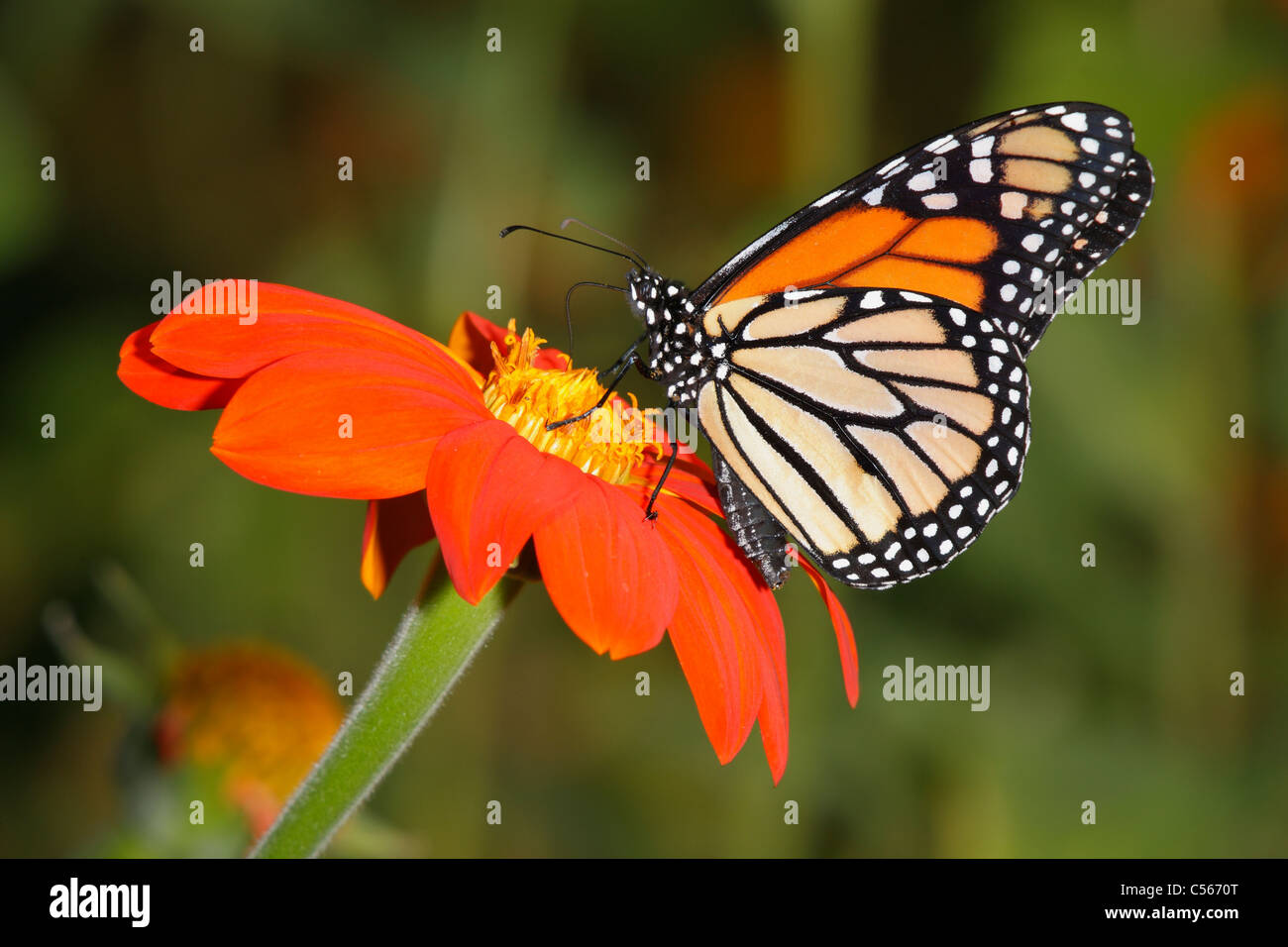 A Monarch Butterfly On A Red Flower, Danaus plexippus Stock Photo - Alamy