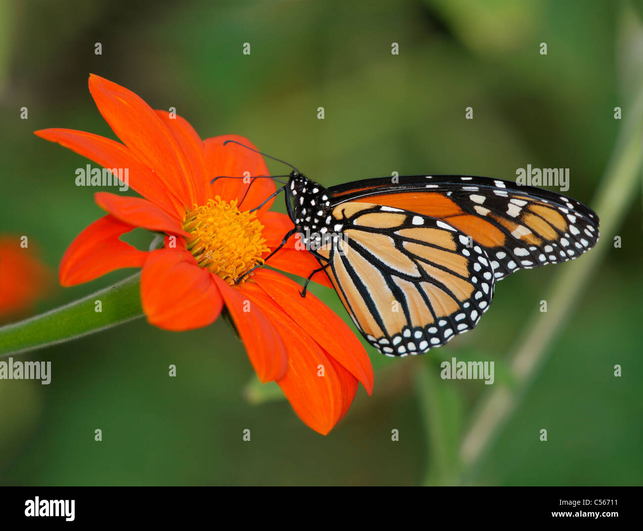 A Monarch Butterfly On A Red Flower, Danaus plexippus Stock Photo - Alamy