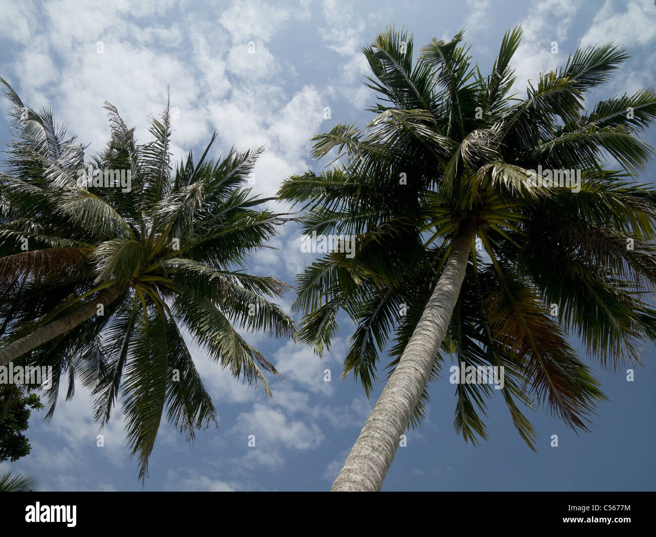 coconut trees, tropical plant Stock Photo - Alamy